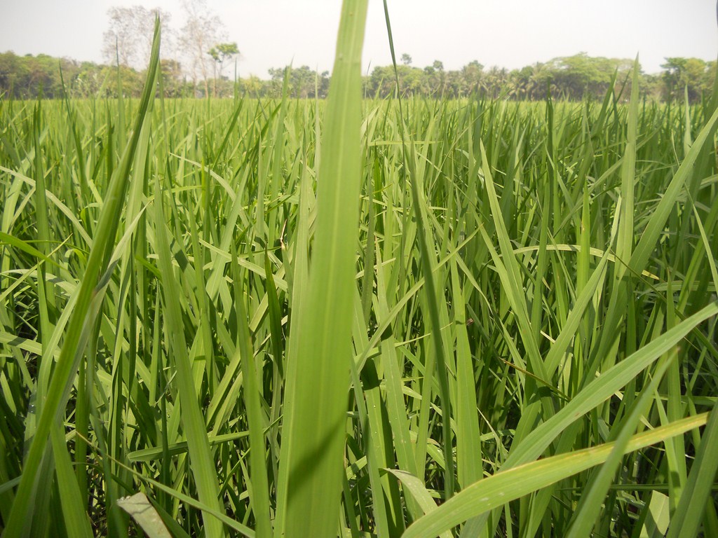 My Clicks: paddy field (Dhaner Khet)