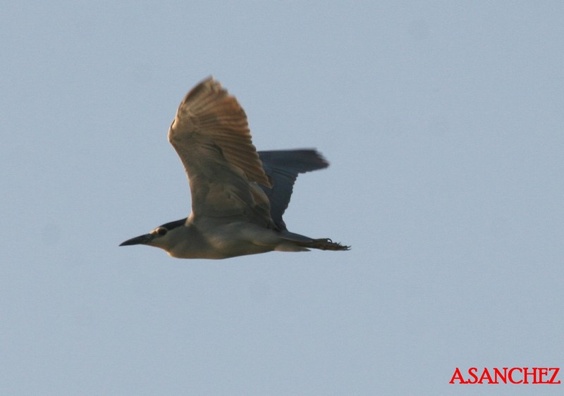 Aves de Aragón : Martinete común