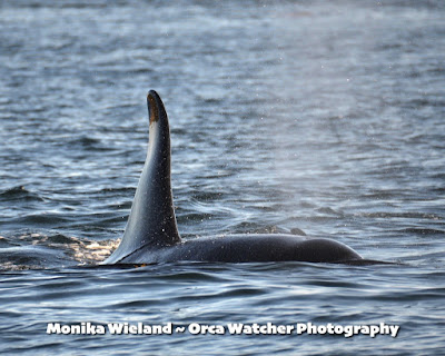 Orca Watcher: July 13th: Epic Evening With J-Pod