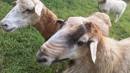 L'chaim Pura Vida!: Got Sheep!