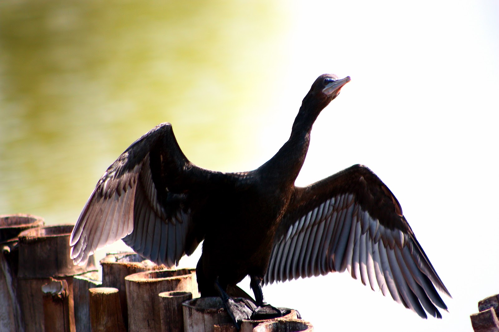 Wildlife Photography