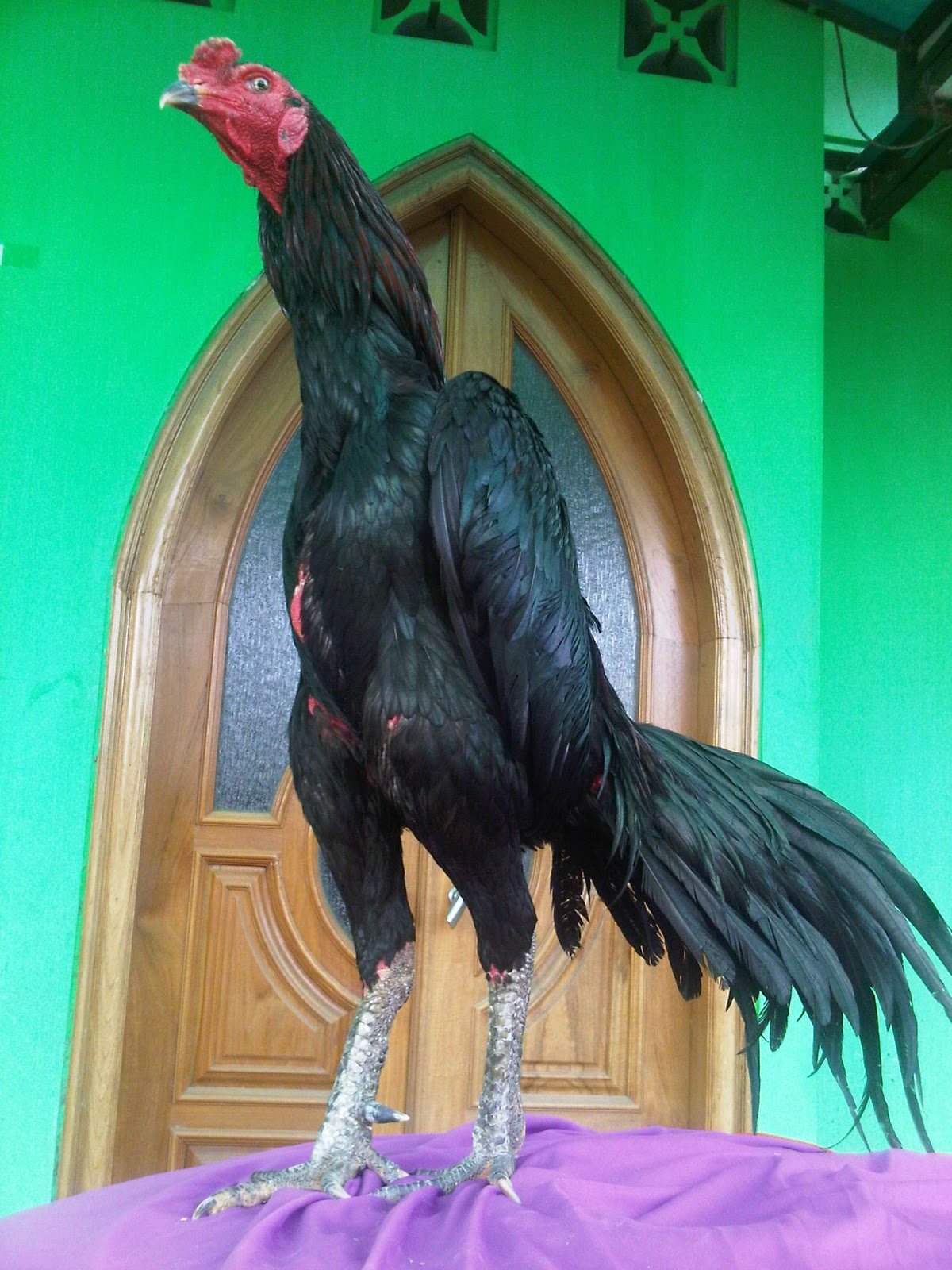 AYAM TANGKAS: PETERNAKAN AYAM SAIGON, BANGKOK, BURMA, ASEEL, MAGON ...