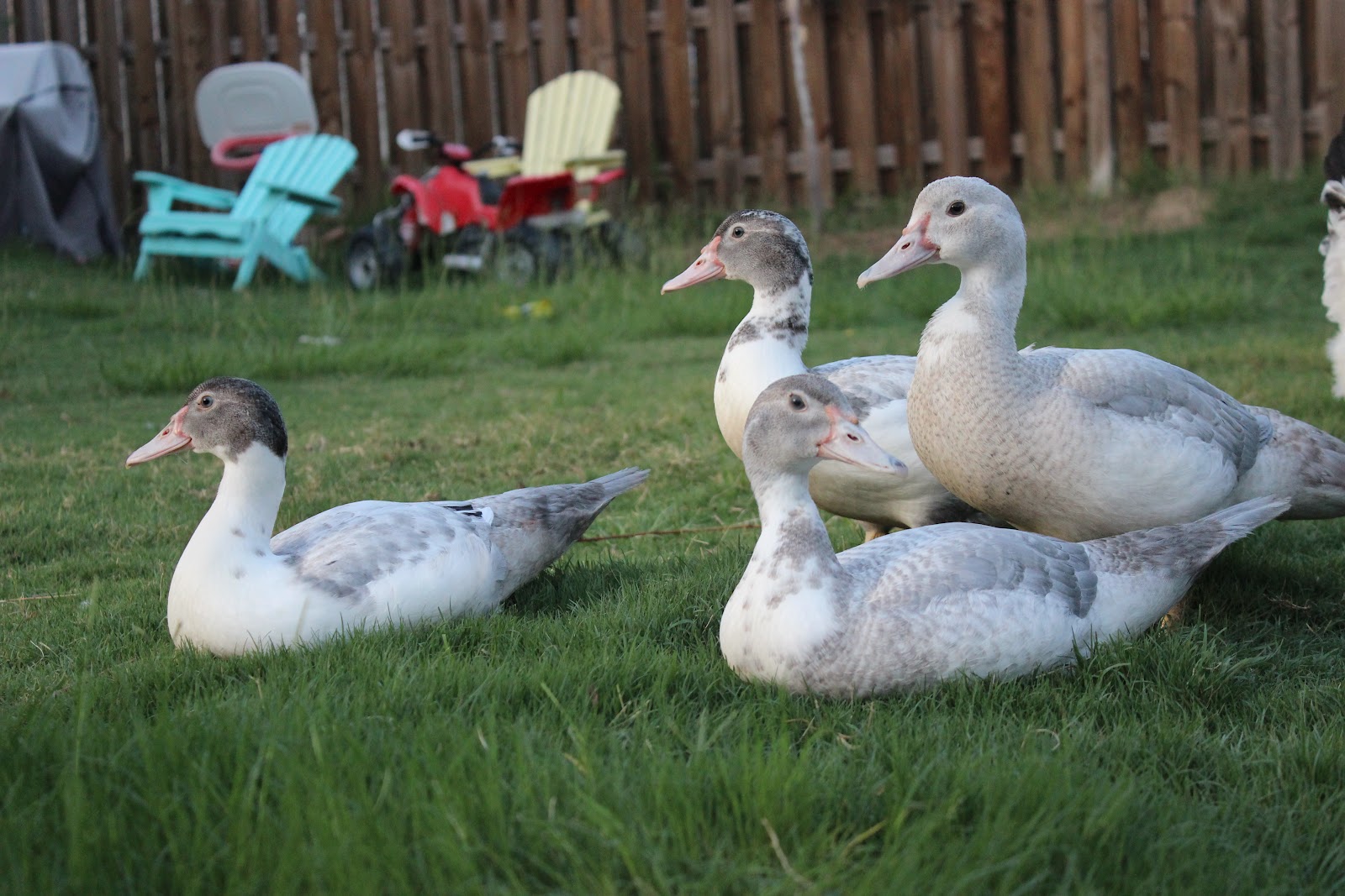 Semper Grazing Ranch: Ducks
