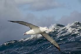 Os Fantásticos Animais do Planeta: Albatroz-errante : A maior ave ...
