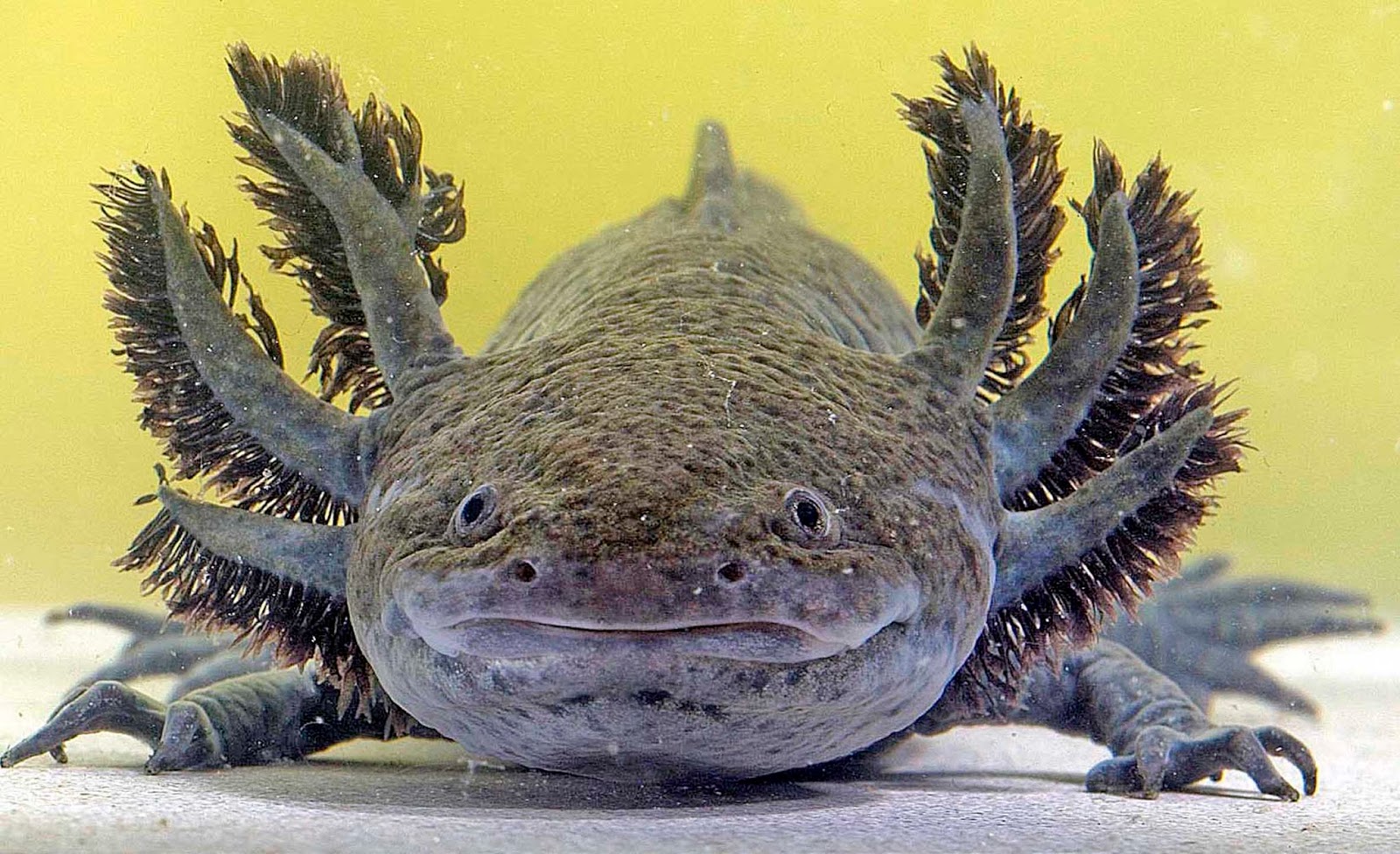 AnimalesFlama: EL INCREÍBLE AXOLOTL AJOLOTE
