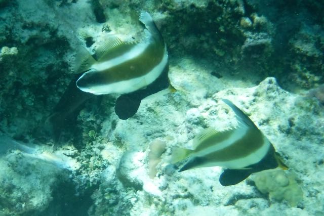 SV Footprint (Begonia): Kenutu Island (Vava'u Group, Tonga)