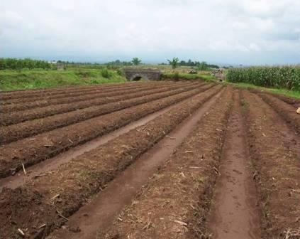 Pengertian Bedengan dan Saluran Drainase, Fungsi, Petakan, dan Faktor ...