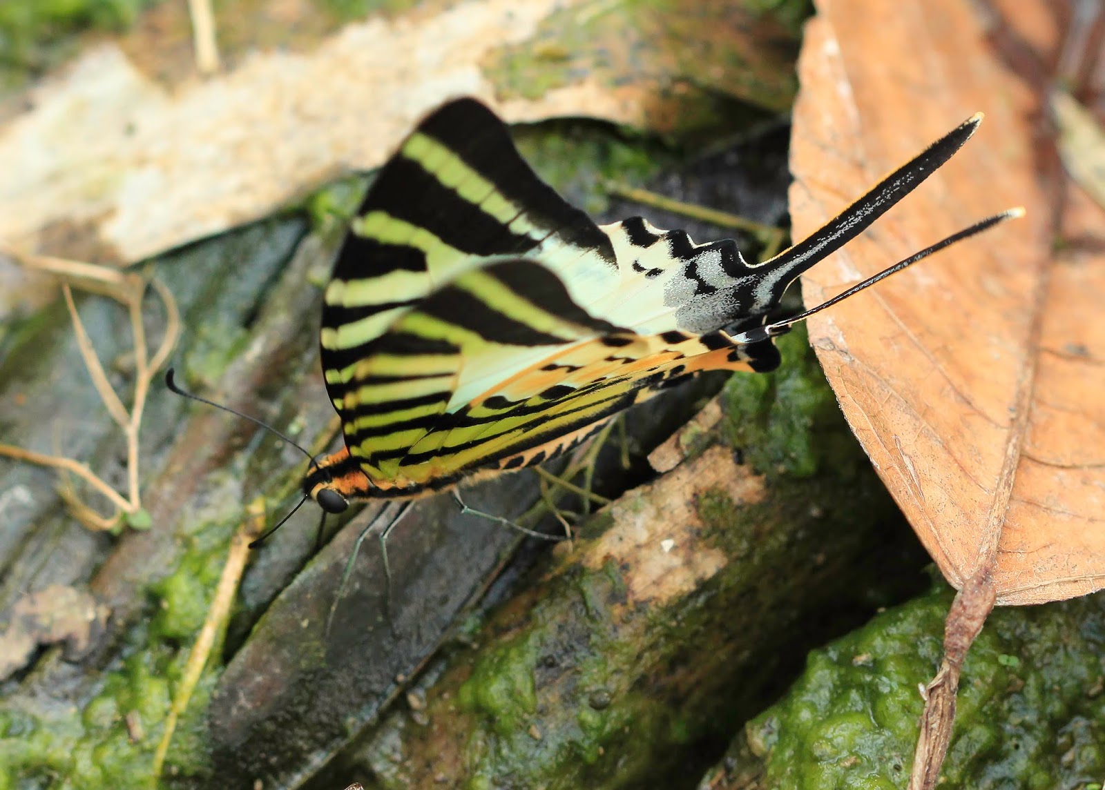 Butterflies of Vietnam: 75. Graphium antiphates antiphates(The Fivebar ...