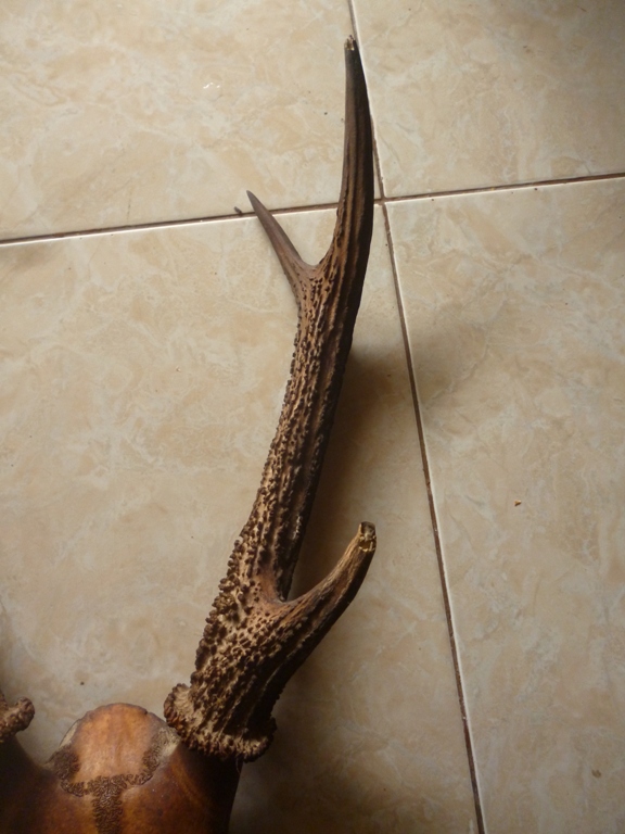 Tanduk Rusa Antik Kuno -Z145 | Keris Pusaka