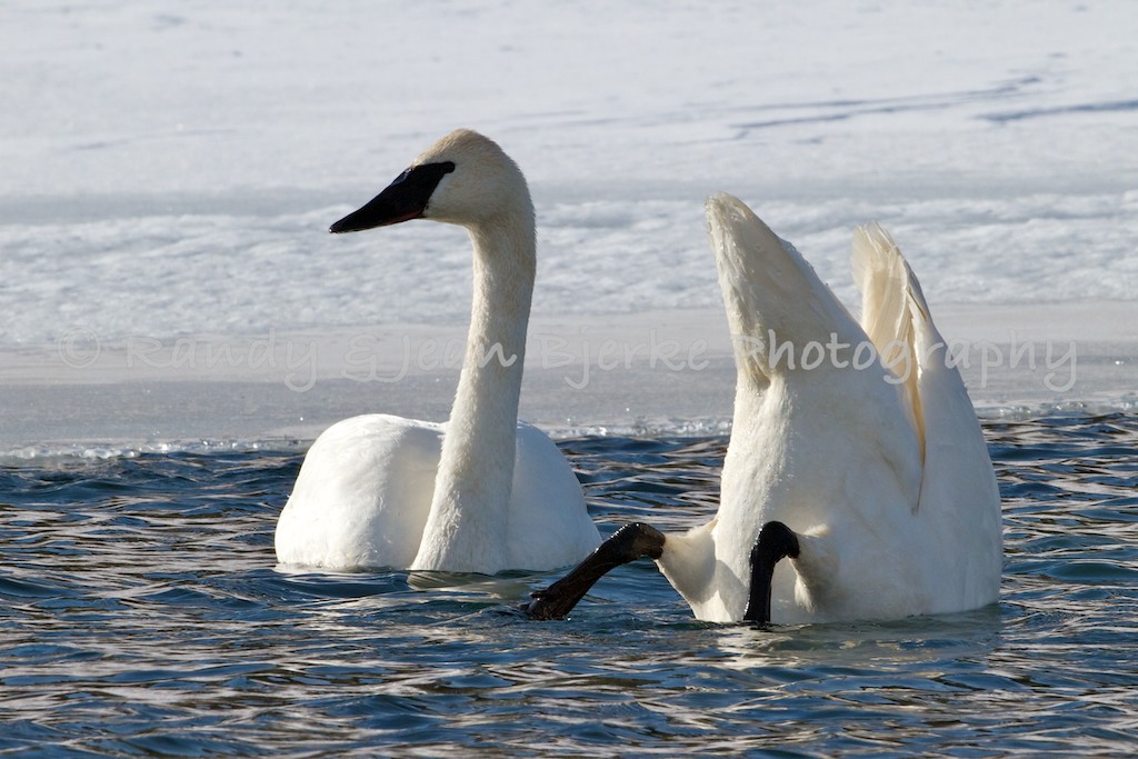 Jean Bjerke's Photo Blog: Wintering Trumpeter Swans in Greater ...