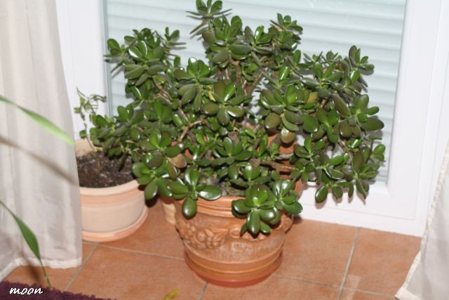 Bajalice: Ako ovu biljku imate u domu BICETE BOGATIJI