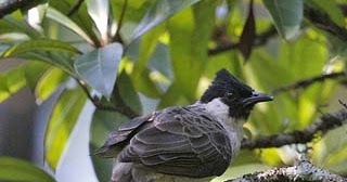 CARA AGAR BURUNG KUTILANG CEPAT JINAK / CARA MENJINAKKAN BURUNG ...