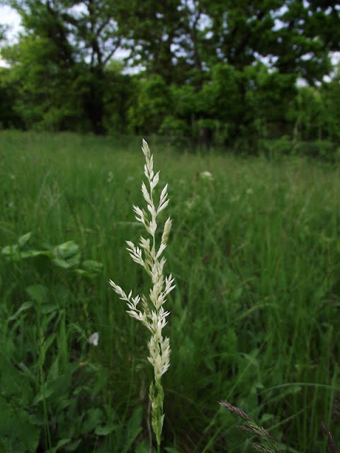 Country inside: Comorile ascunse ale Dobrogei ~ part.I ~ Bujorii din ...