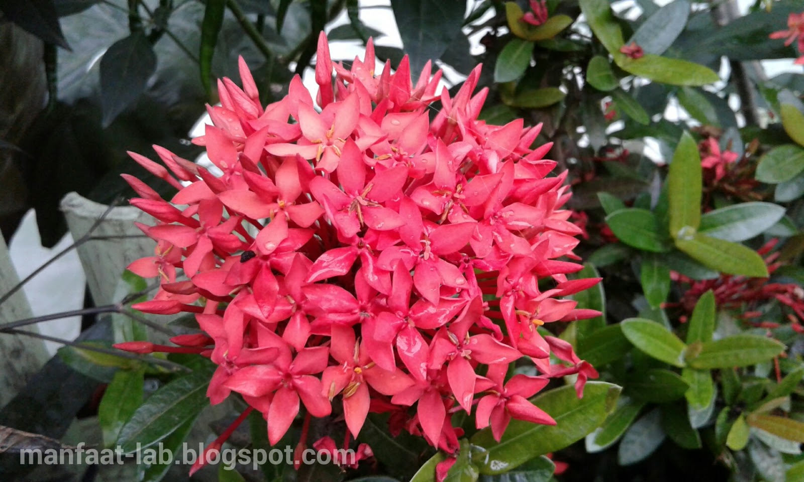 Macam-macam bunga Suko/Suka jawa - Manfaat-Lab