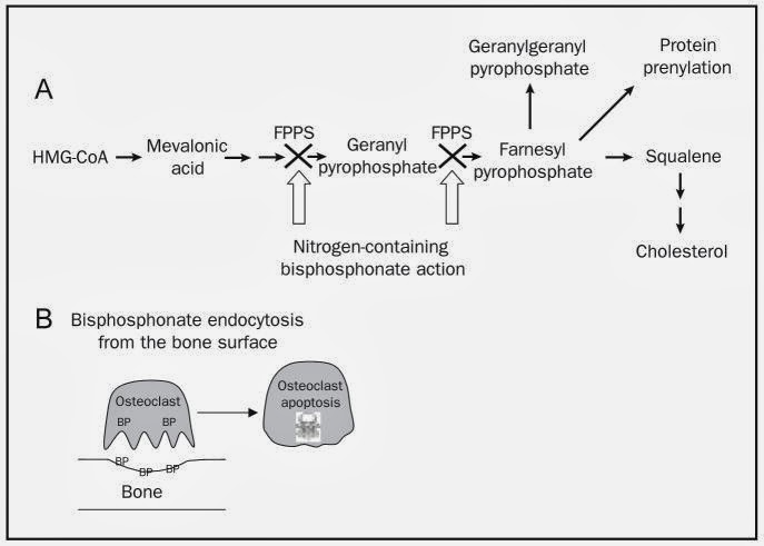 Fresh Watermelon