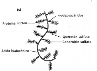 CARBOHIDRATOS - Mind Map