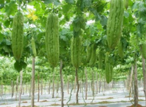 Affizar'sCorner: Khasiat peria