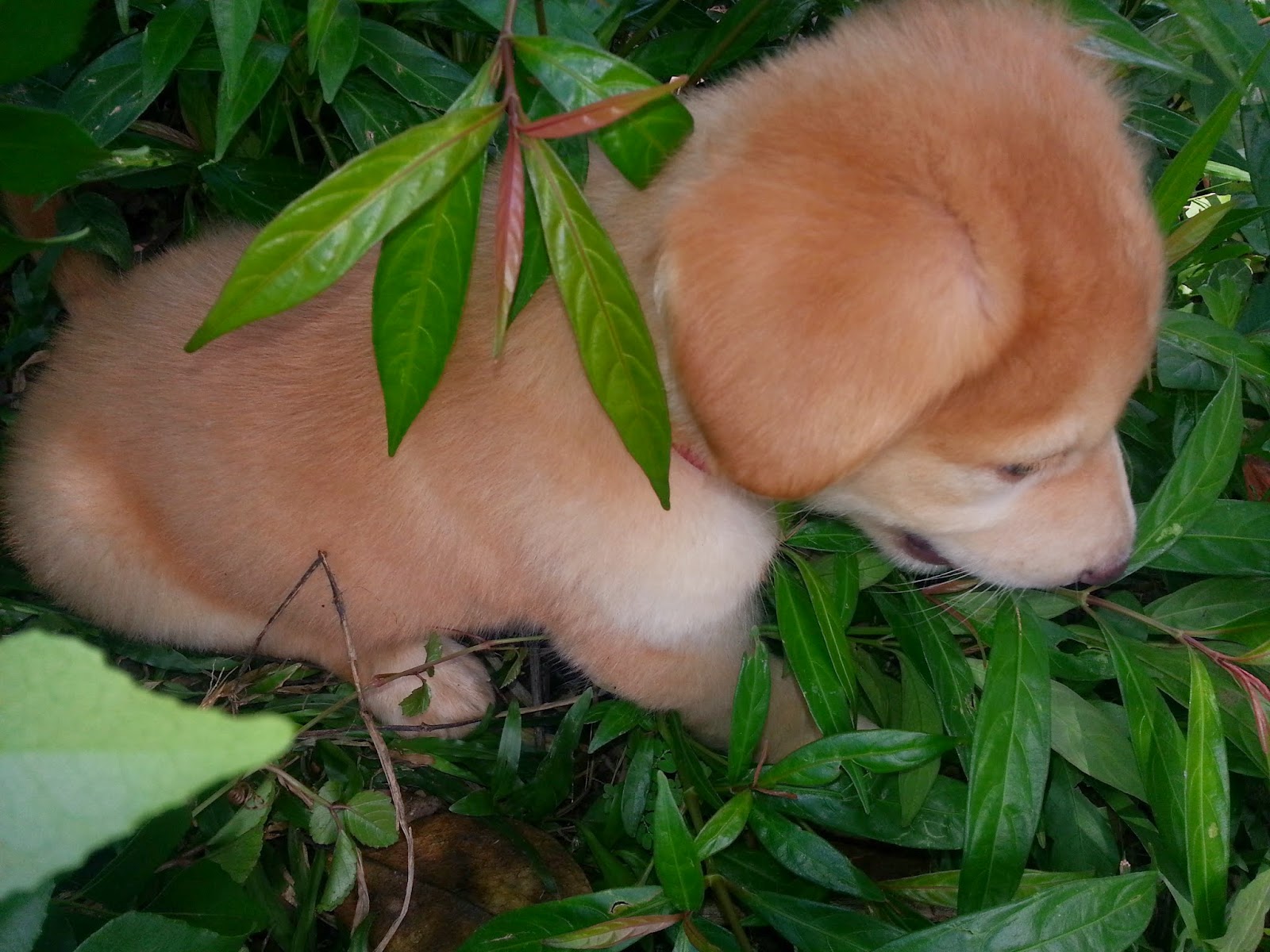 Anak anjing yang comel | VANDER GOOD