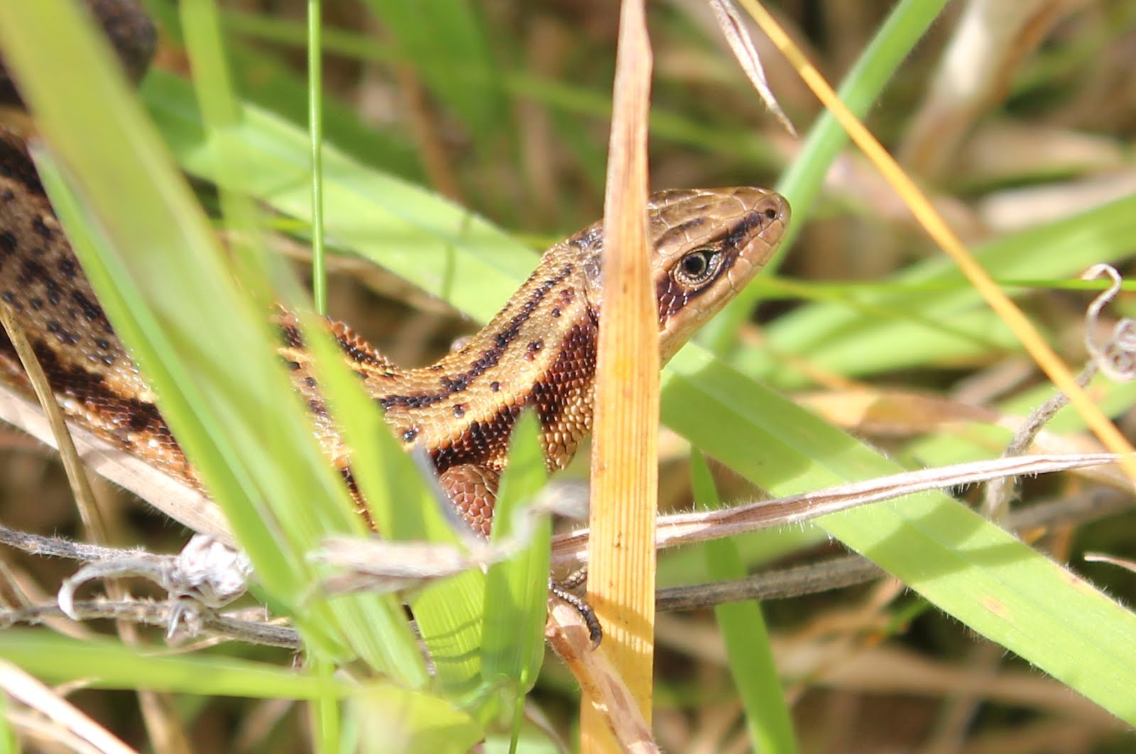 Amfibieën en Reptielen: . . Echte Hagedissen