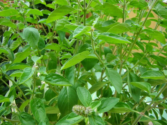 El Jardinero, plantas y flores: albahaca