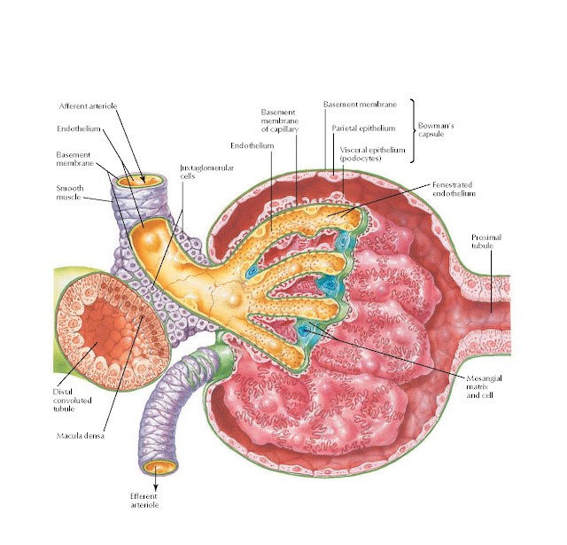 Histology of Renal Corpuscle Anatomy - pediagenosis
