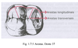 Resumo- Anatomia Buco-Maxilo-Facial