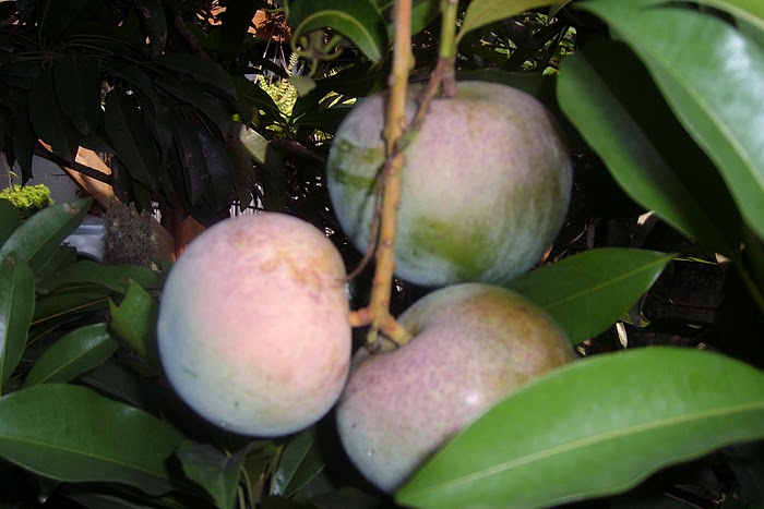 Jenis varietas buah mangga