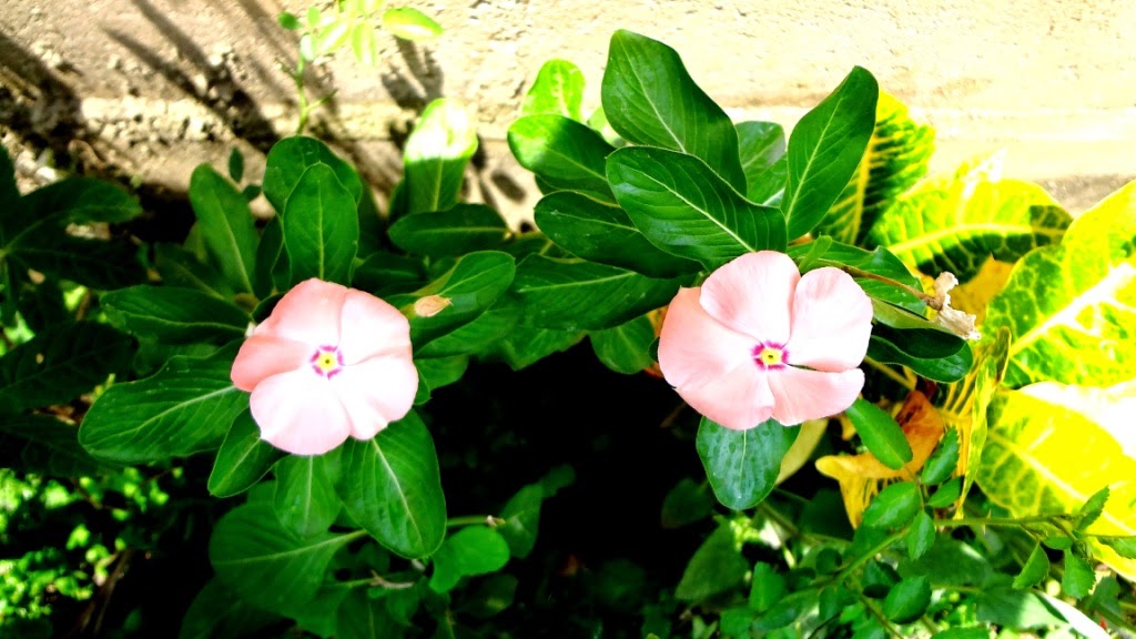 Vinca rosa, catarantus, planta chula | Vivero virtual de plantas