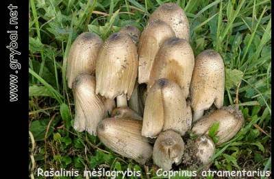 Gyvenki be alkoholio