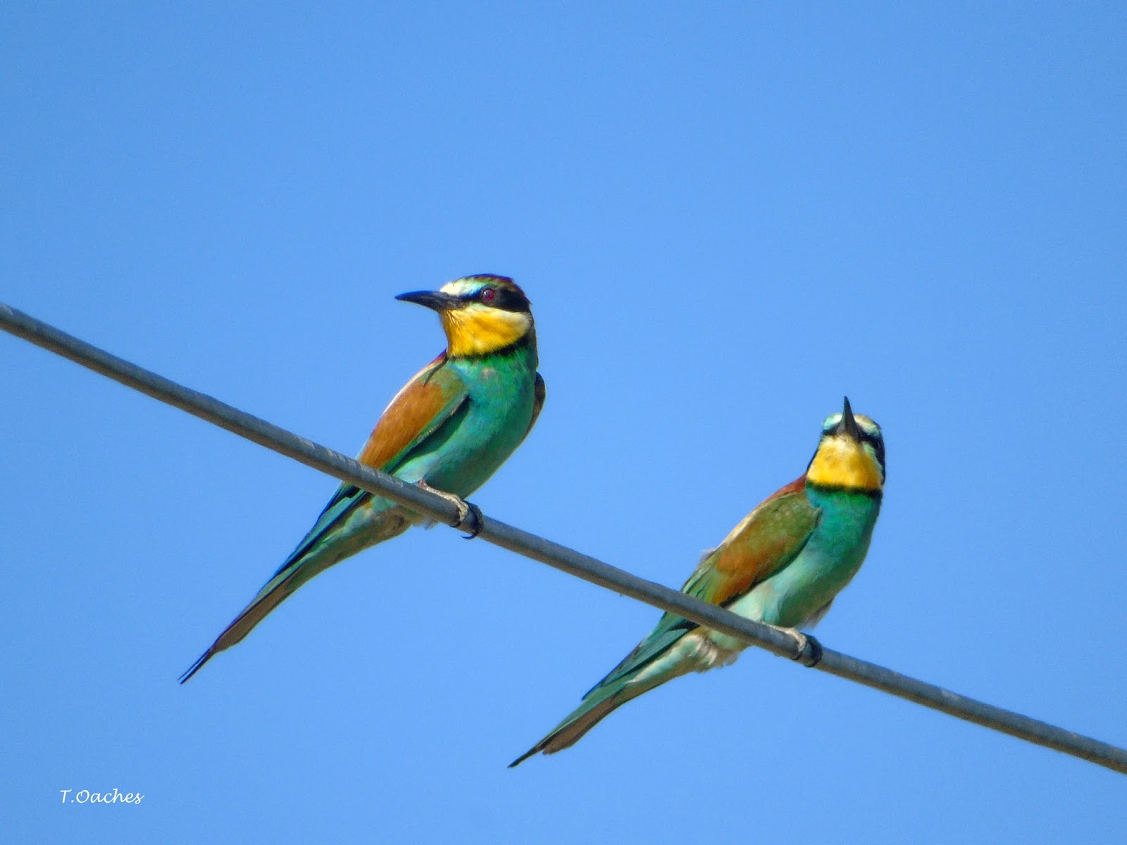 PASARI DIN ROMANIA: PRIGORIE, Merops apiaster