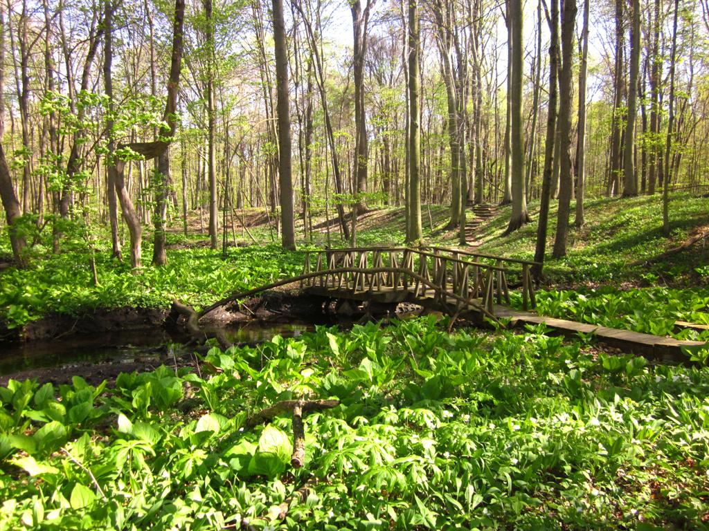 All about trees and plants: Southwest Michigan