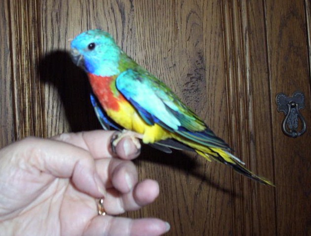 The Splendid Bourke Bird Blog: Splendid Comments on Bourkes and Scarlet ...