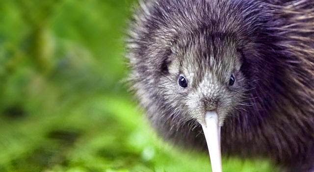 KIWI BIRD photos - wallpapers | the fun bank
