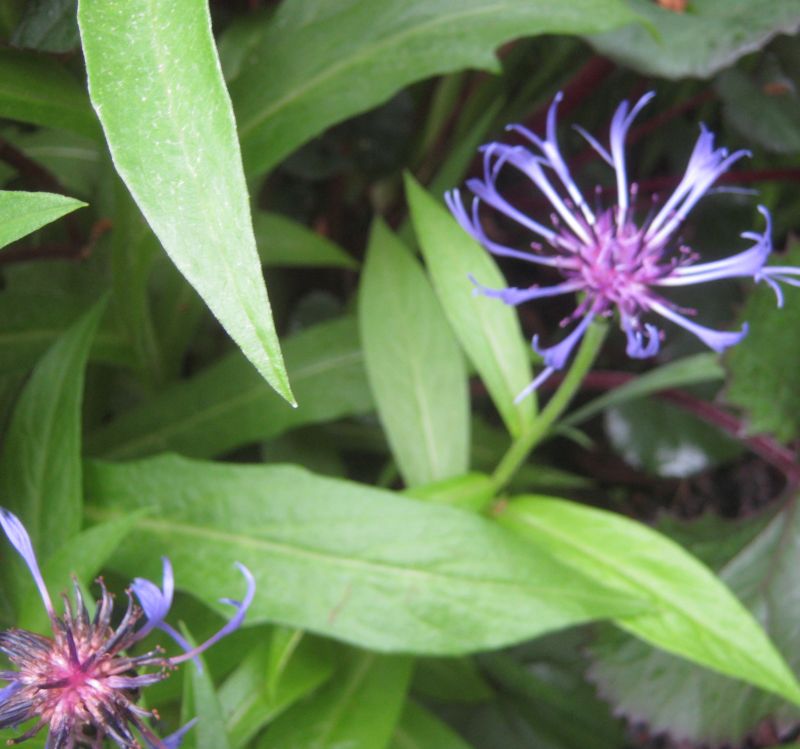 Future Plants by Randy Stewart: Centaurea