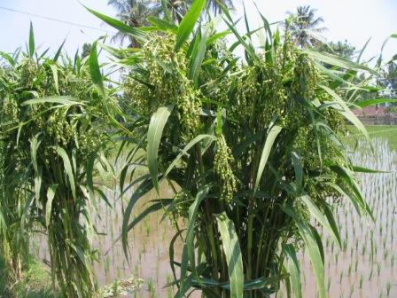 Hanjeli, Jali-jali atau Jawawut adalah tanaman yang jadi nama Pulau ...