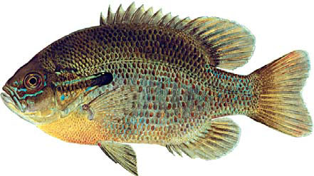 Adirondack Diver: Common Freshwater Fish in New York Part 2