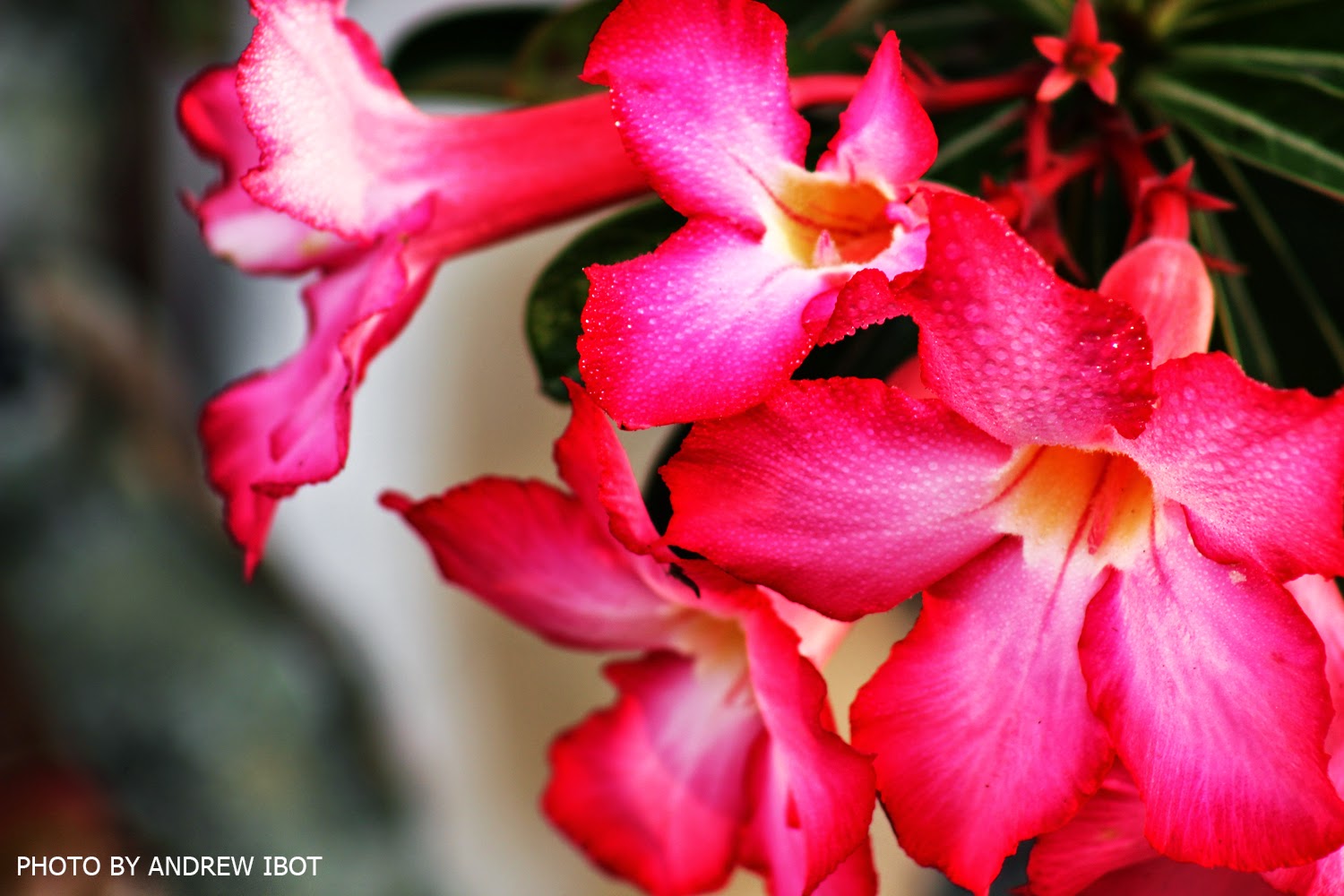 Ako si ANDREW IBOT!: Kalatsutsi (Plumeria acuminata Ait)