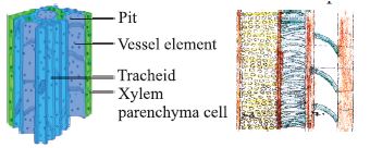 Online Notes on Chapter = 6 ( TISSUE) Part 2 - | Bioinformatics