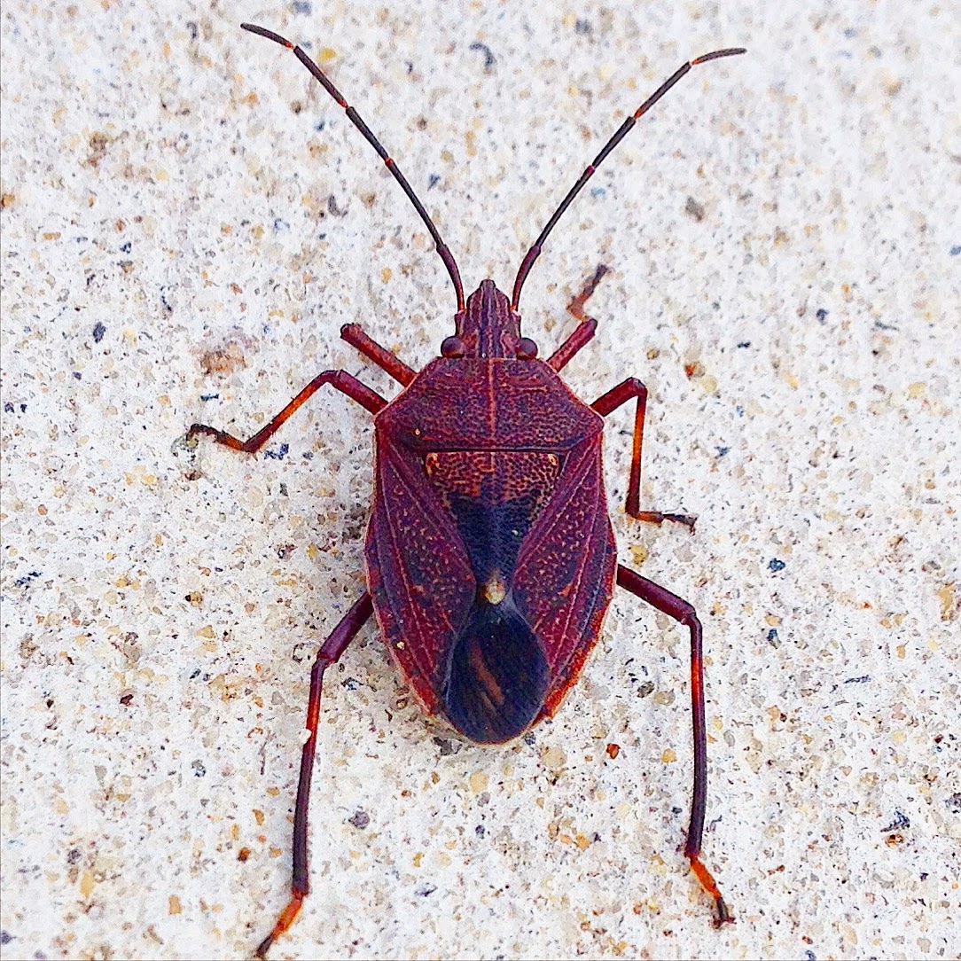 The Insect Diary: Common Gum Tree Shield Bug: Poecilometis patruelis