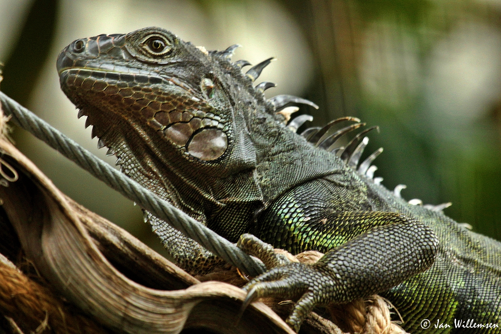 Jan Willemsen Fotografie: ZOO Artis Amsterdam