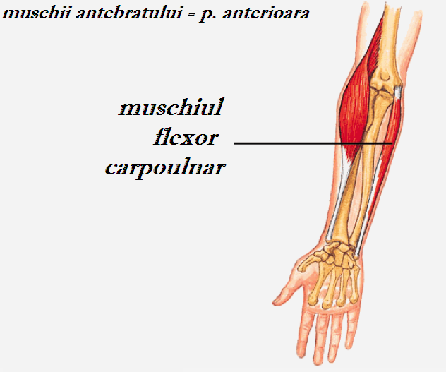 Angel Blue: februarie 2014