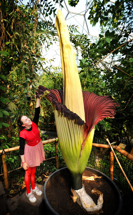Ultra-Gross: That's one big Corpse Flower!