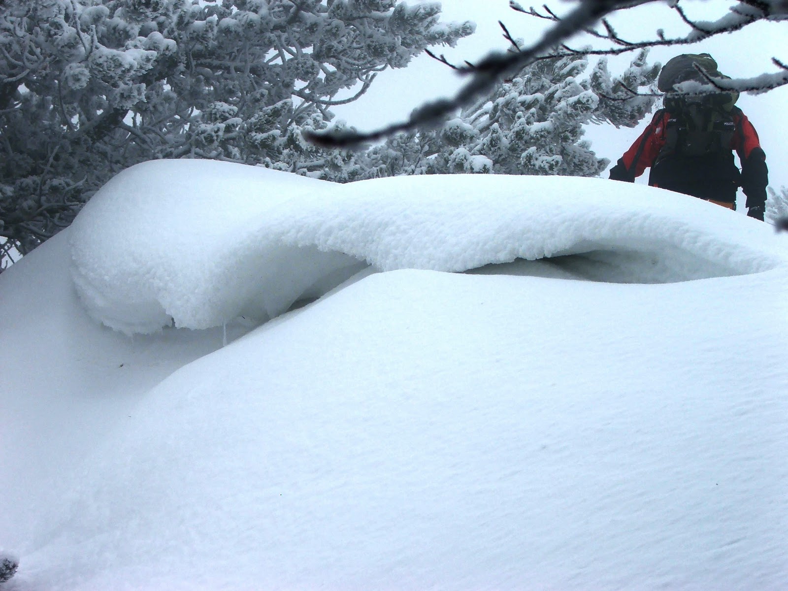 POLLINOFANTASTICO: Prima invernale 2012 sulla Montea