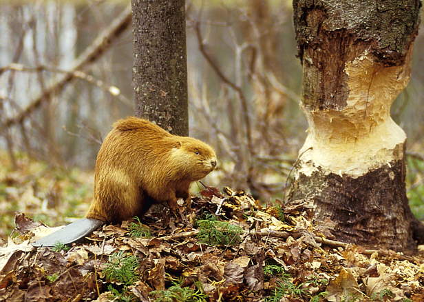 Imágenes del mundo animal: Castor