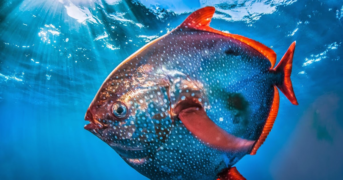 Species New to Science: [Ichthyology • 2015] Whole-Body Endothermy in A ...