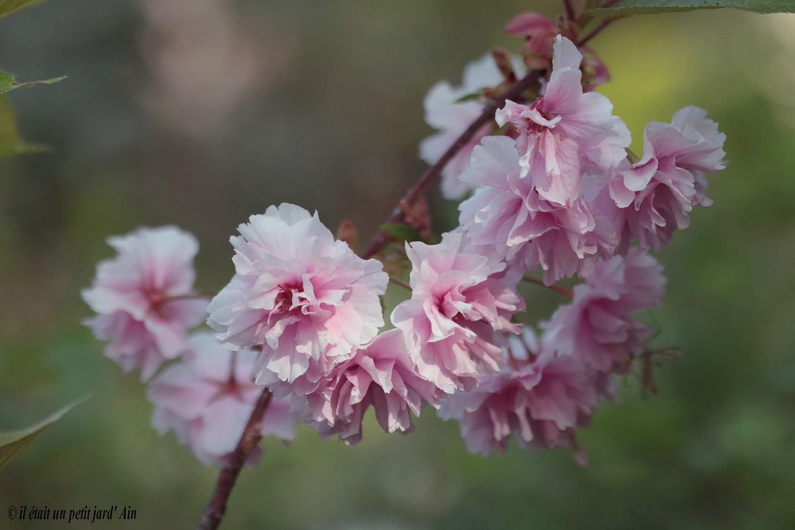 IL ETAIT UN PETIT JARD'AIN ...: FOCUS PRUNUS MALUS TRESORUS ...