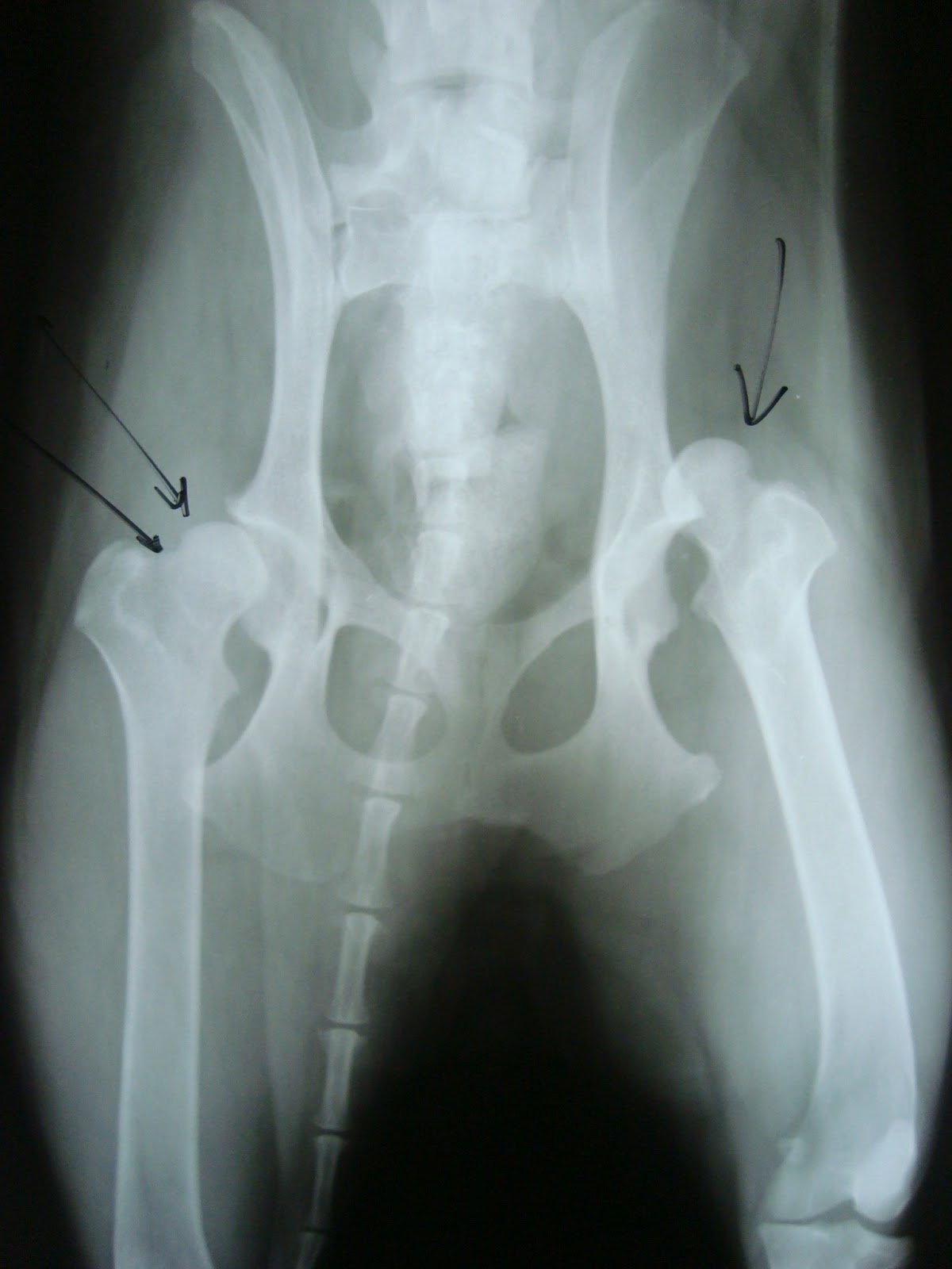 Reabilipet - Fisioterapia Veterinária, Reabilitação Animal e Fitness ...