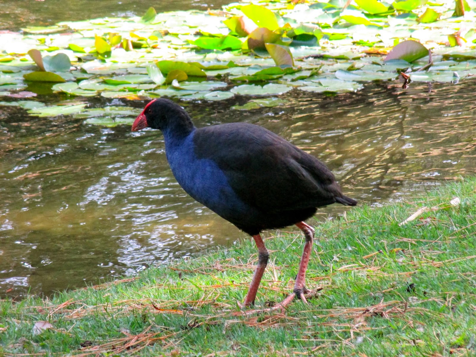 Mercier Kiwi Adventures: Virginia Lake Birds with Dad