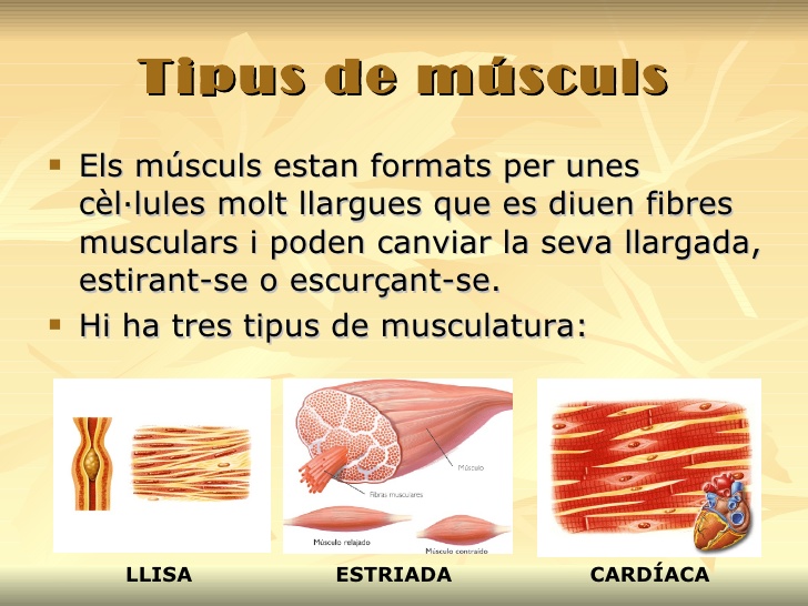 EL BLOC DE SEGON : Què són els músculs?