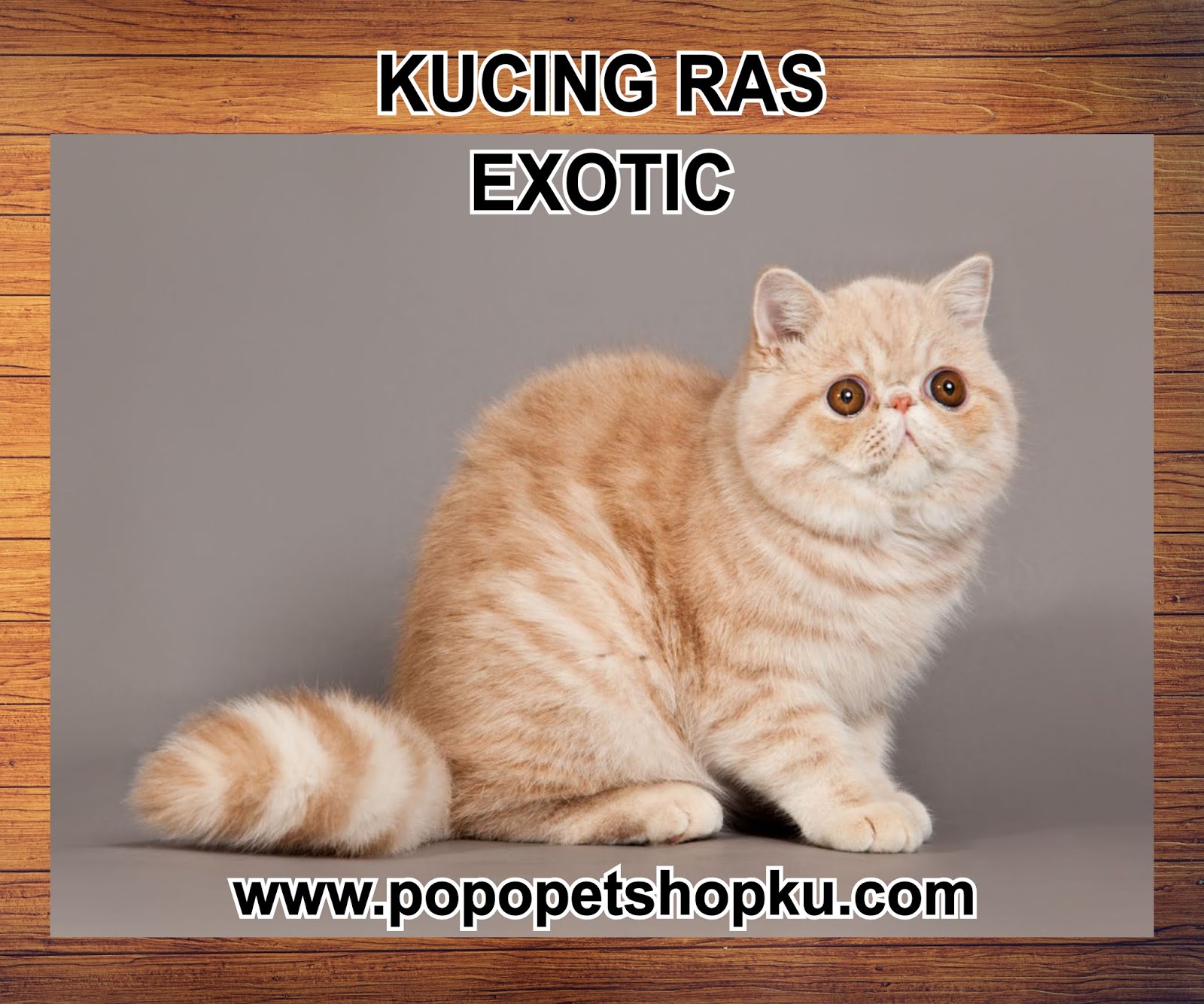 POPO PETSHOP: Jenis-Jenis Kucing Ras Populer